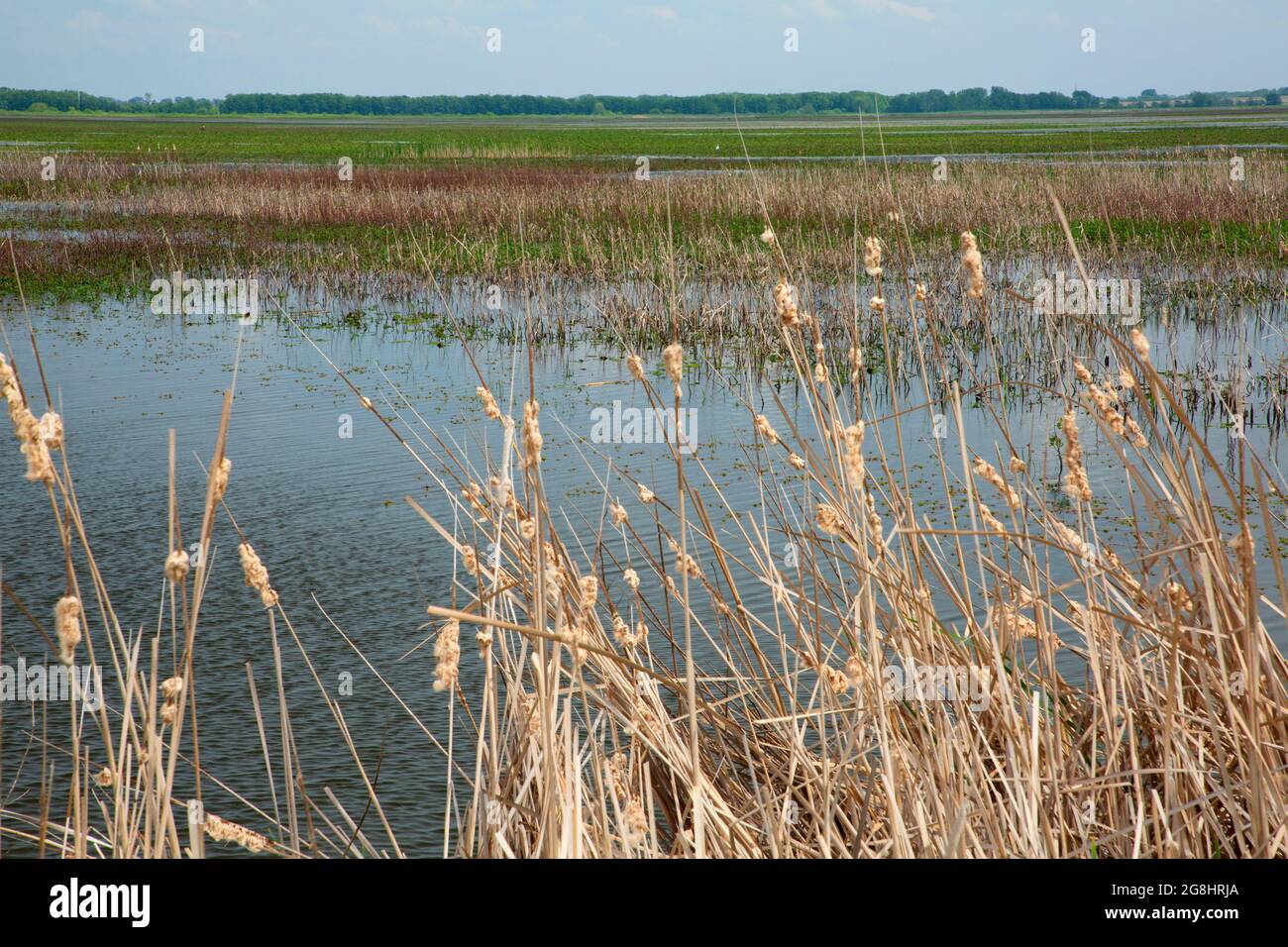 Wetland pond, Goose Pond Fish and Wildlife Area, Indiana Stock Photo ...