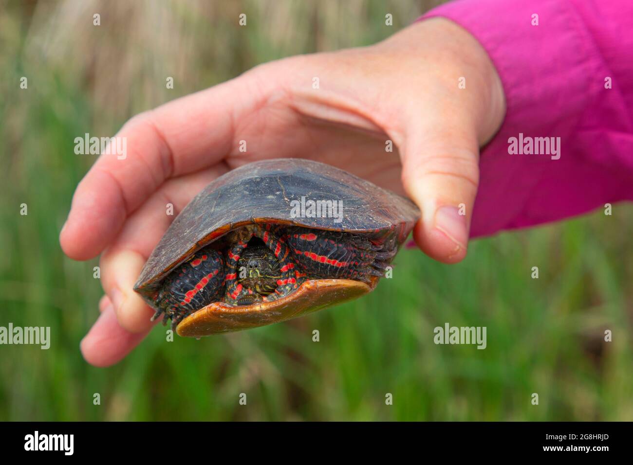 Turtle, Goose Pond Fish and Wildlife Area, Indiana Stock Photo - Alamy