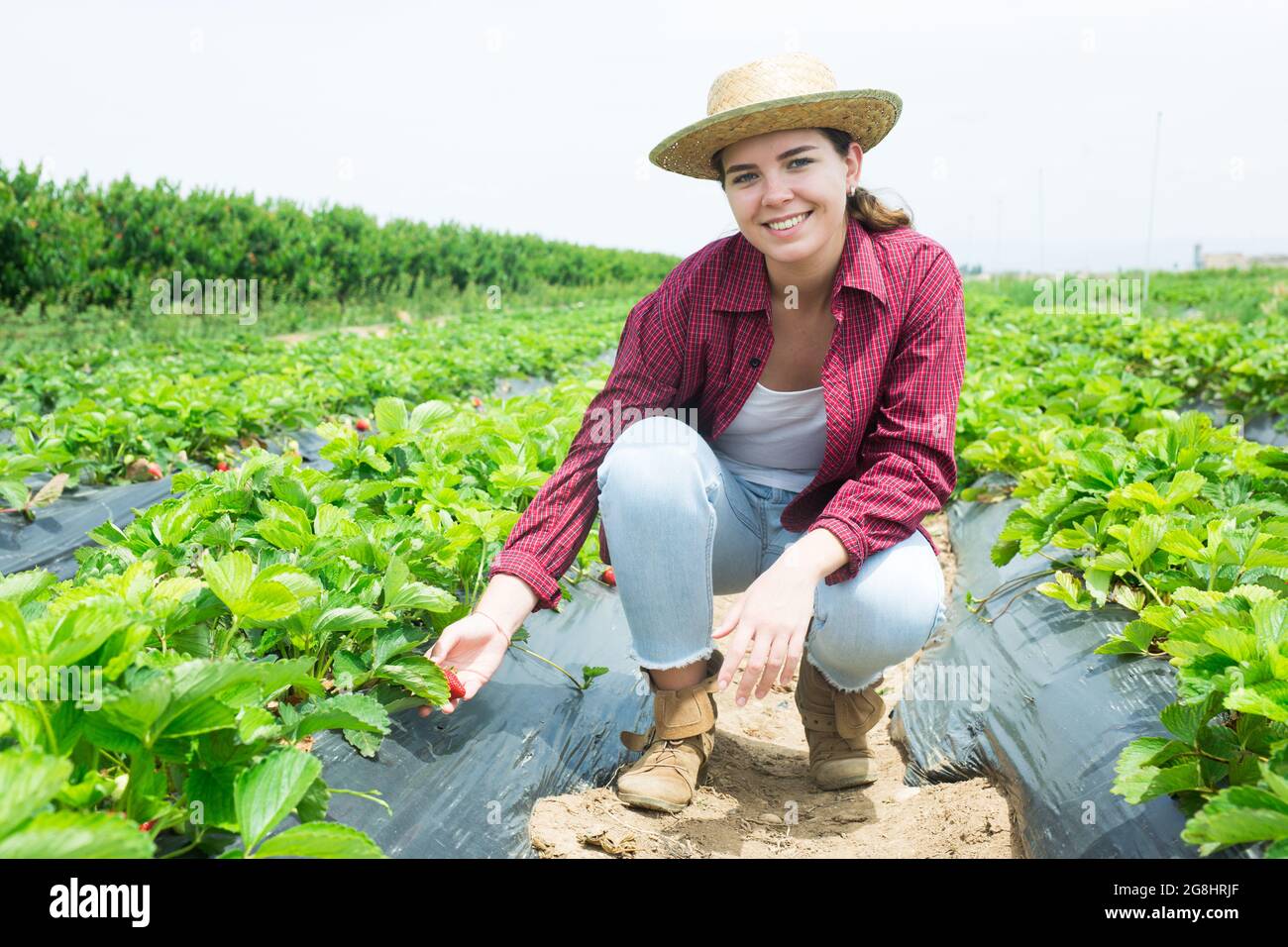 Woman farm worker harvesting strawberry at field Stock Photo - Alamy