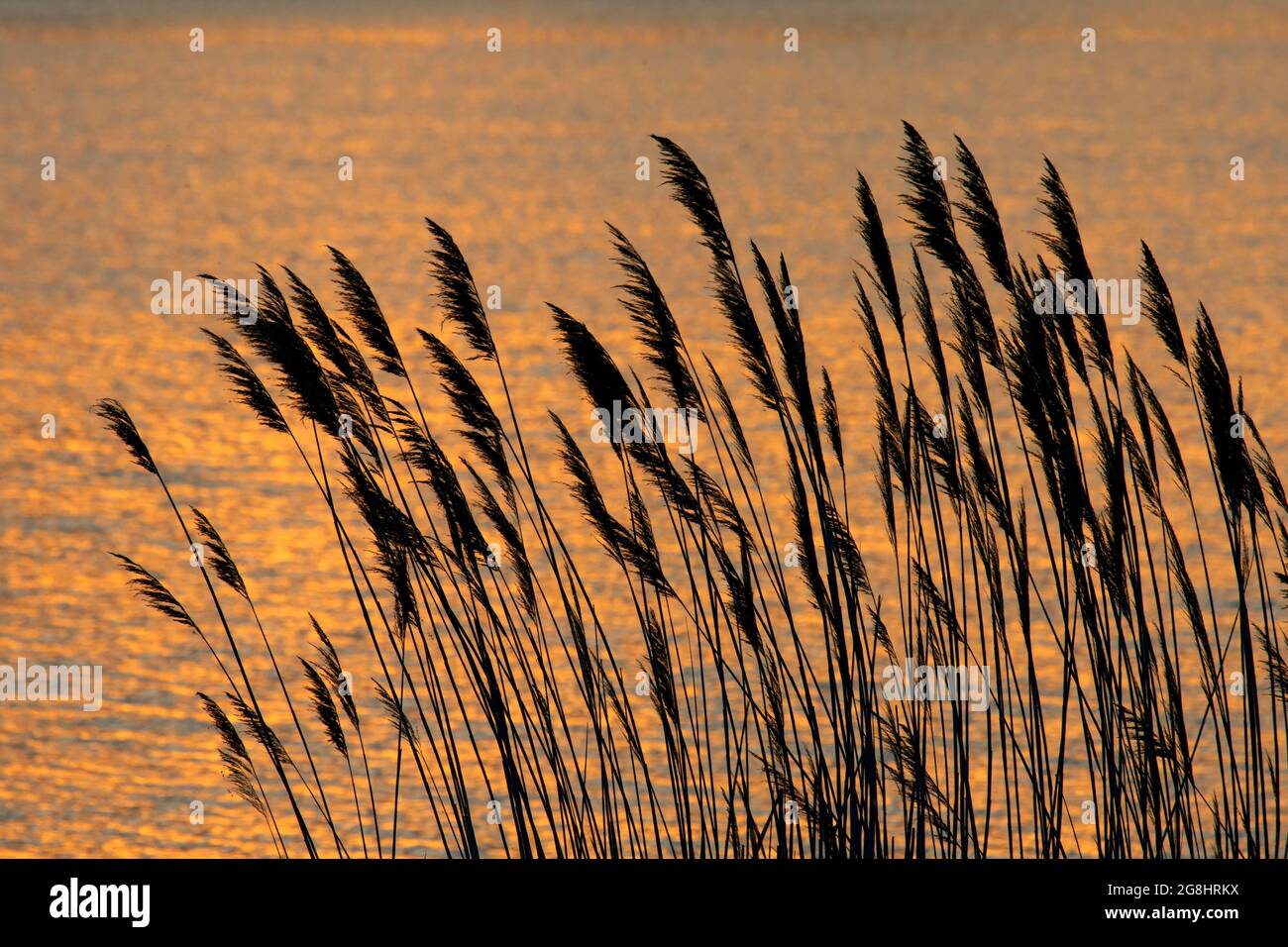 Greene silhouette hi-res stock photography and images - Alamy