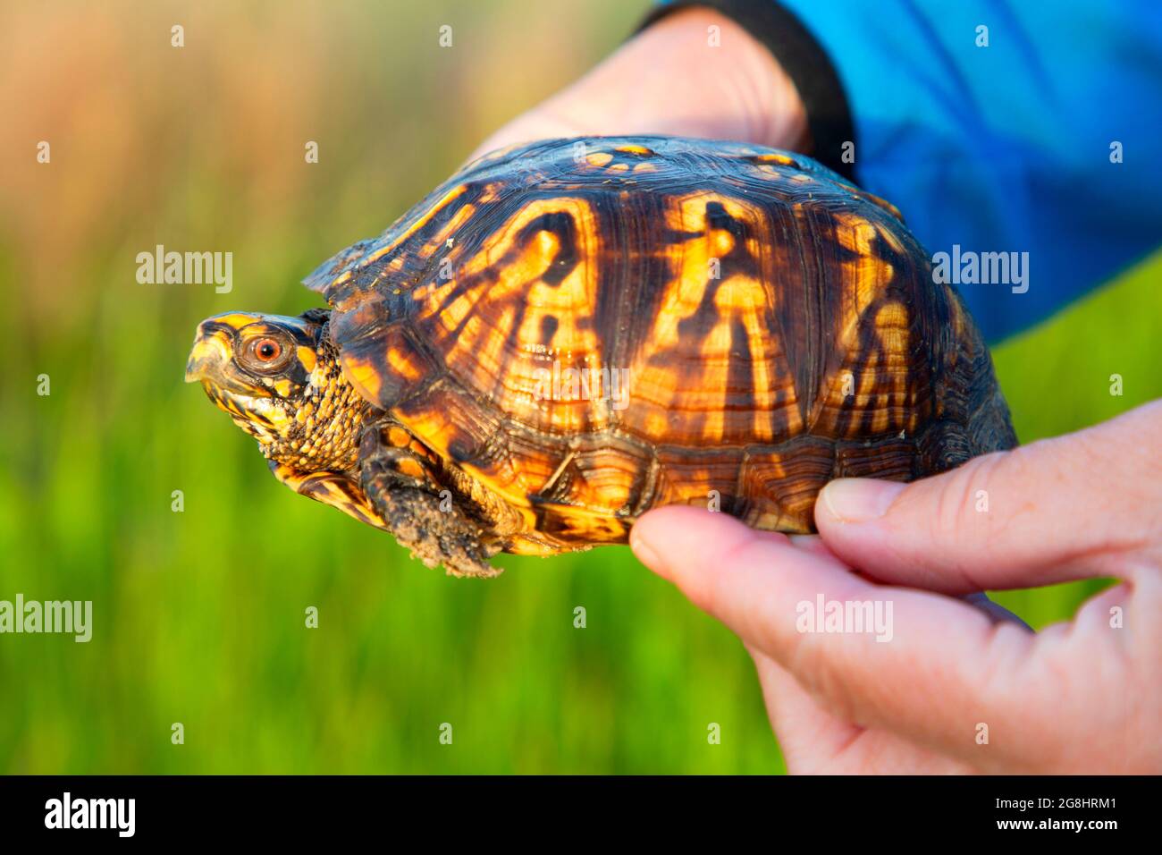 Box turtle (Terrapene carolina), Greene Dugger Unit, Sullivan State ...