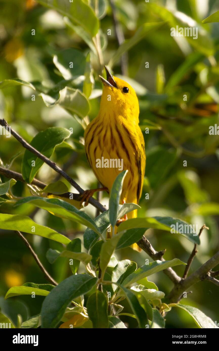Yellow warbler, Dugger Unit, Greene Sullivan State Forest, Indiana ...