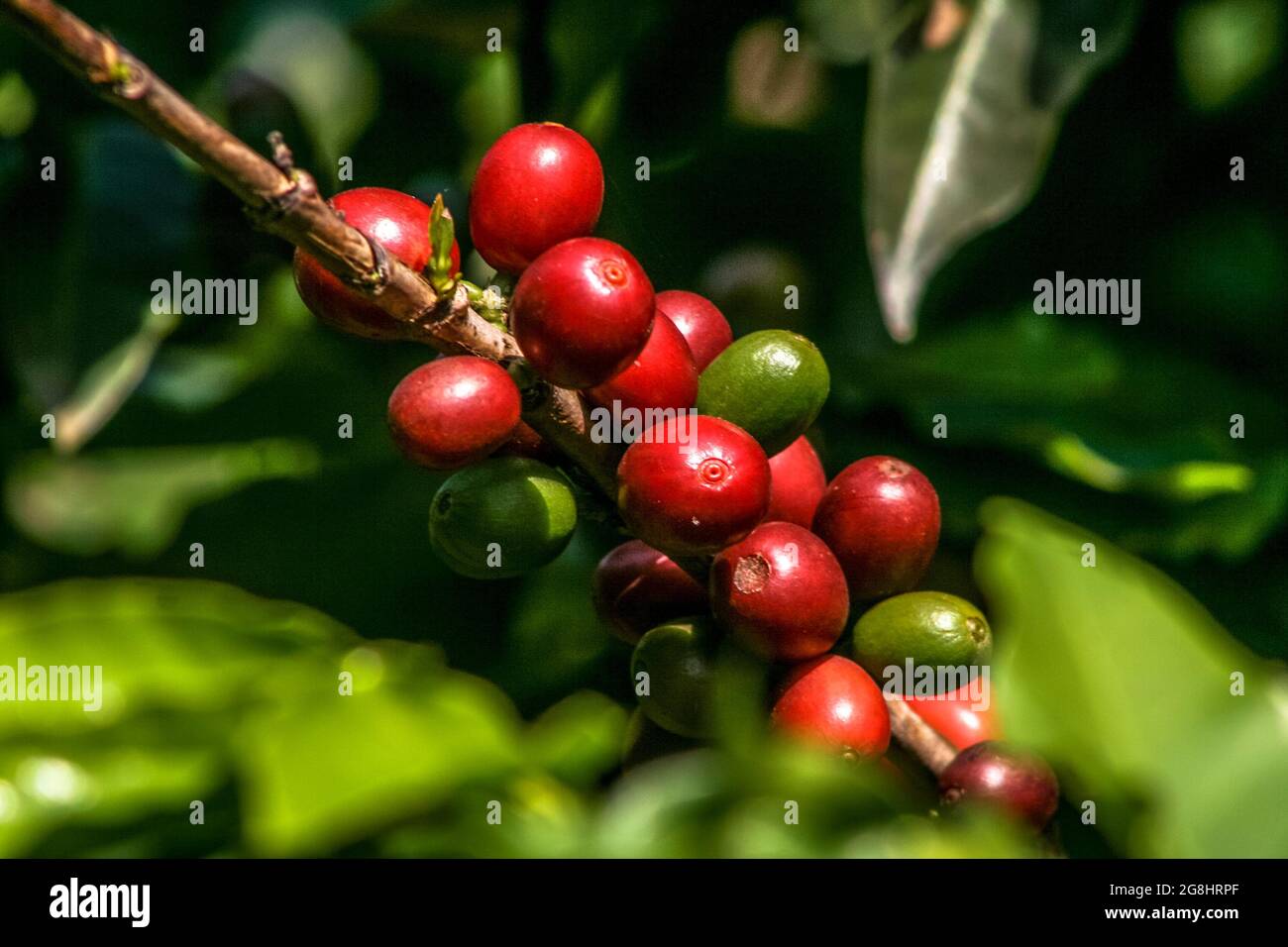Coffee plantation coffea robusta hi-res stock photography and images ...