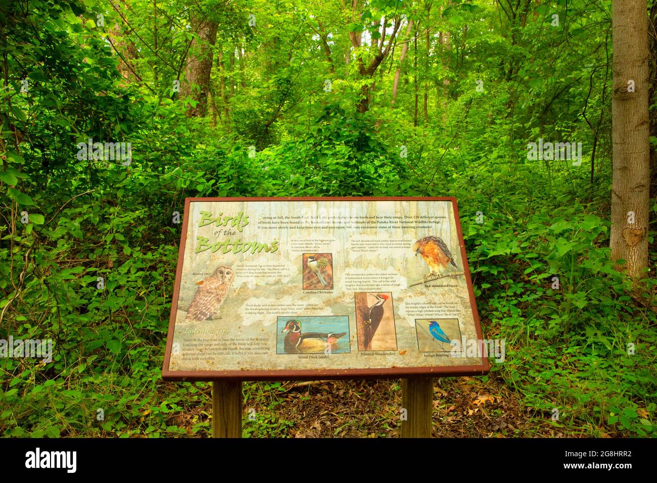 Interpretive board along South Fork Trail, Patoka River National ...