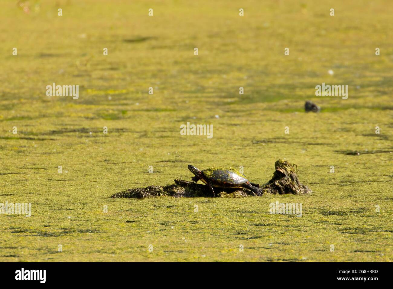 Painted turtle (Chrysemys picta) in Snakey Point Marsh, Patoka River ...