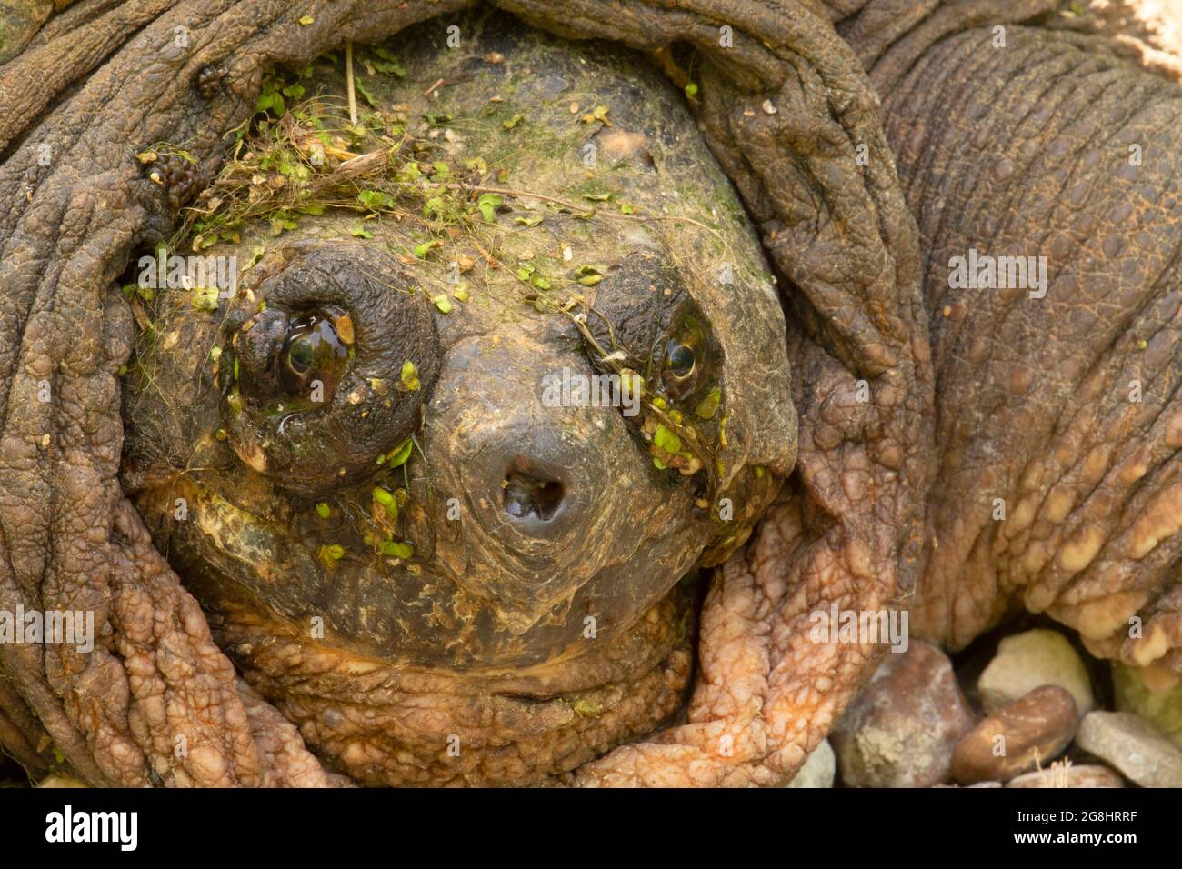 Common Snapping turtle, Patoka River National Wildlife Refuge, Indiana ...