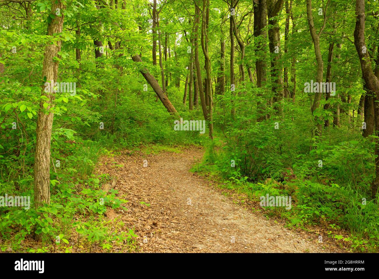 Hiking trail, Patoka River National Wildlife Refuge, Indiana Stock ...