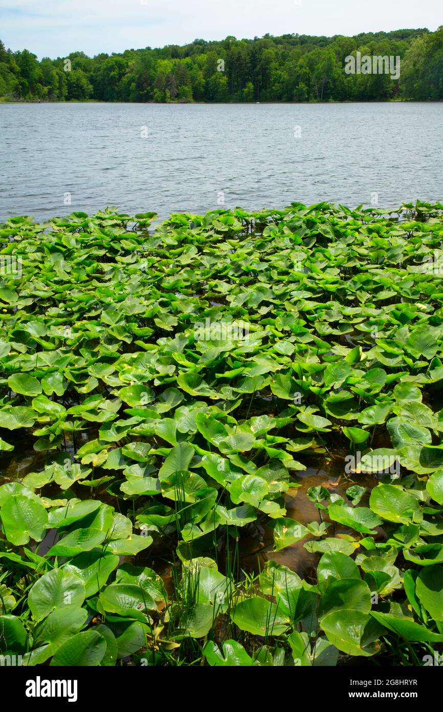 Lake Lincoln with yellow pond lilies, Lincoln State Park, Indiana Stock ...
