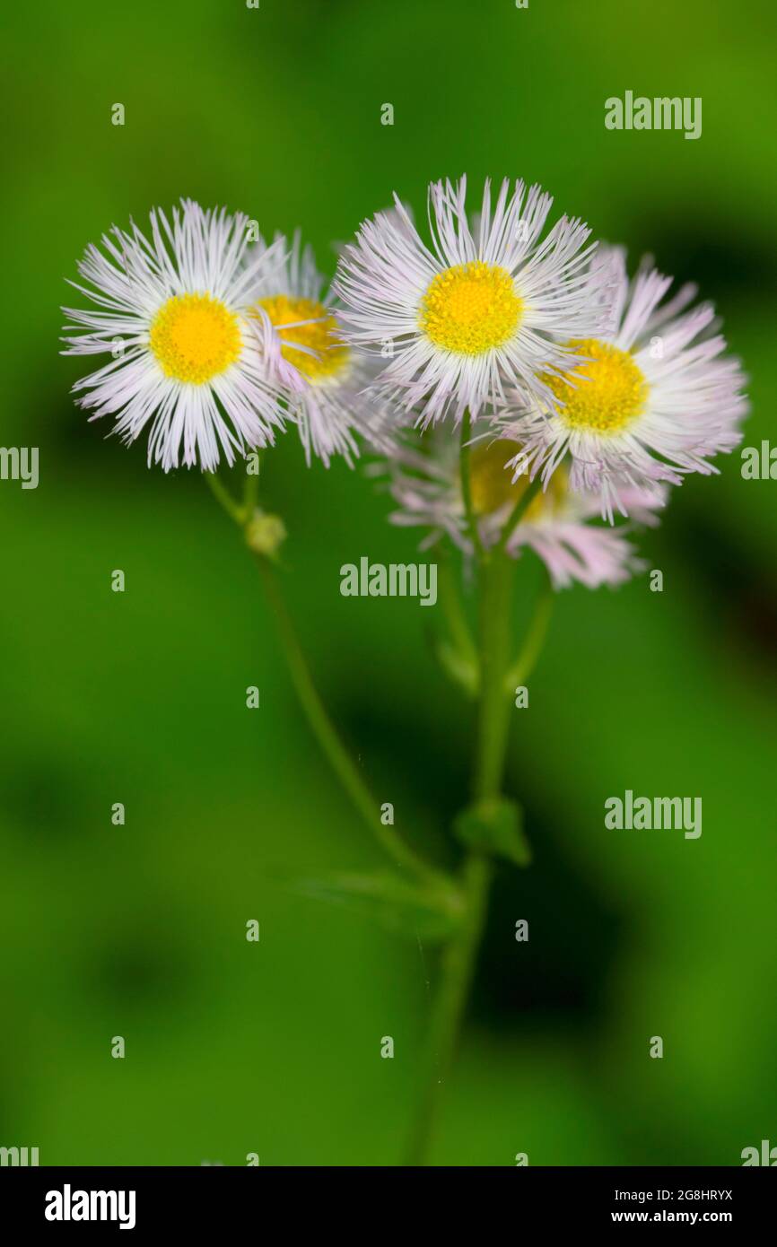 Daisy fleabane hi-res stock photography and images - Alamy
