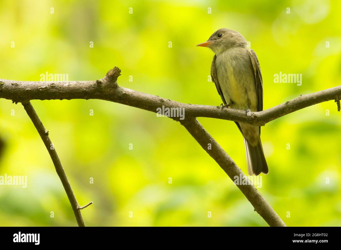 Indiana state bird hi-res stock photography and images - Alamy