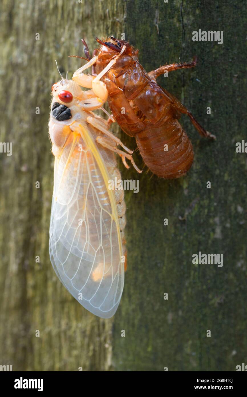 Newly hatched cicada, Hemlock Cliffs Special Place, Hoosier National ...