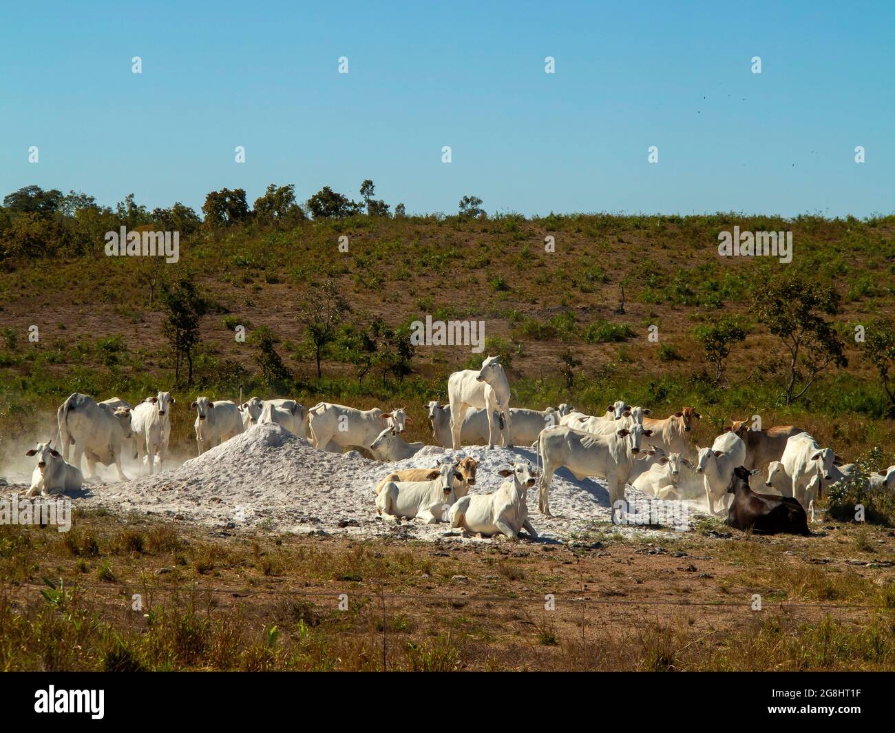 Tocantins brazil farm hi-res stock photography and images - Alamy