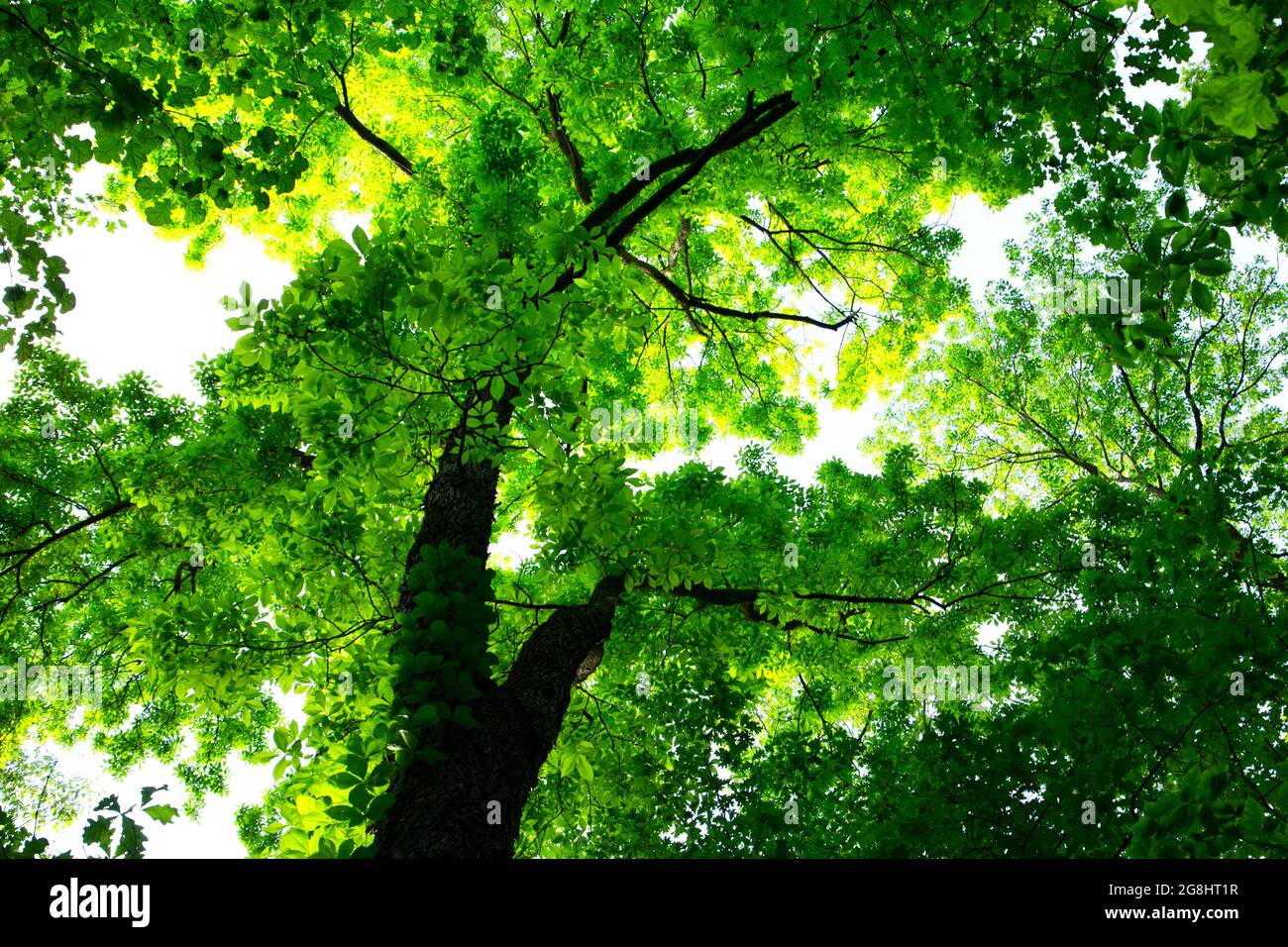 Forest canopy, Hemlock Cliffs Special Place, Hoosier National Forest ...