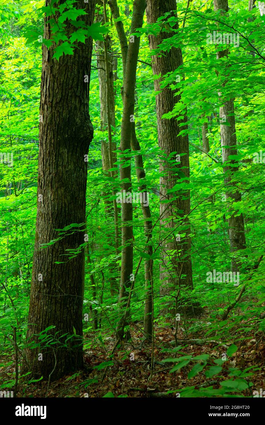 Hoosier National Forest Indiana High Resolution Stock Photography and ...