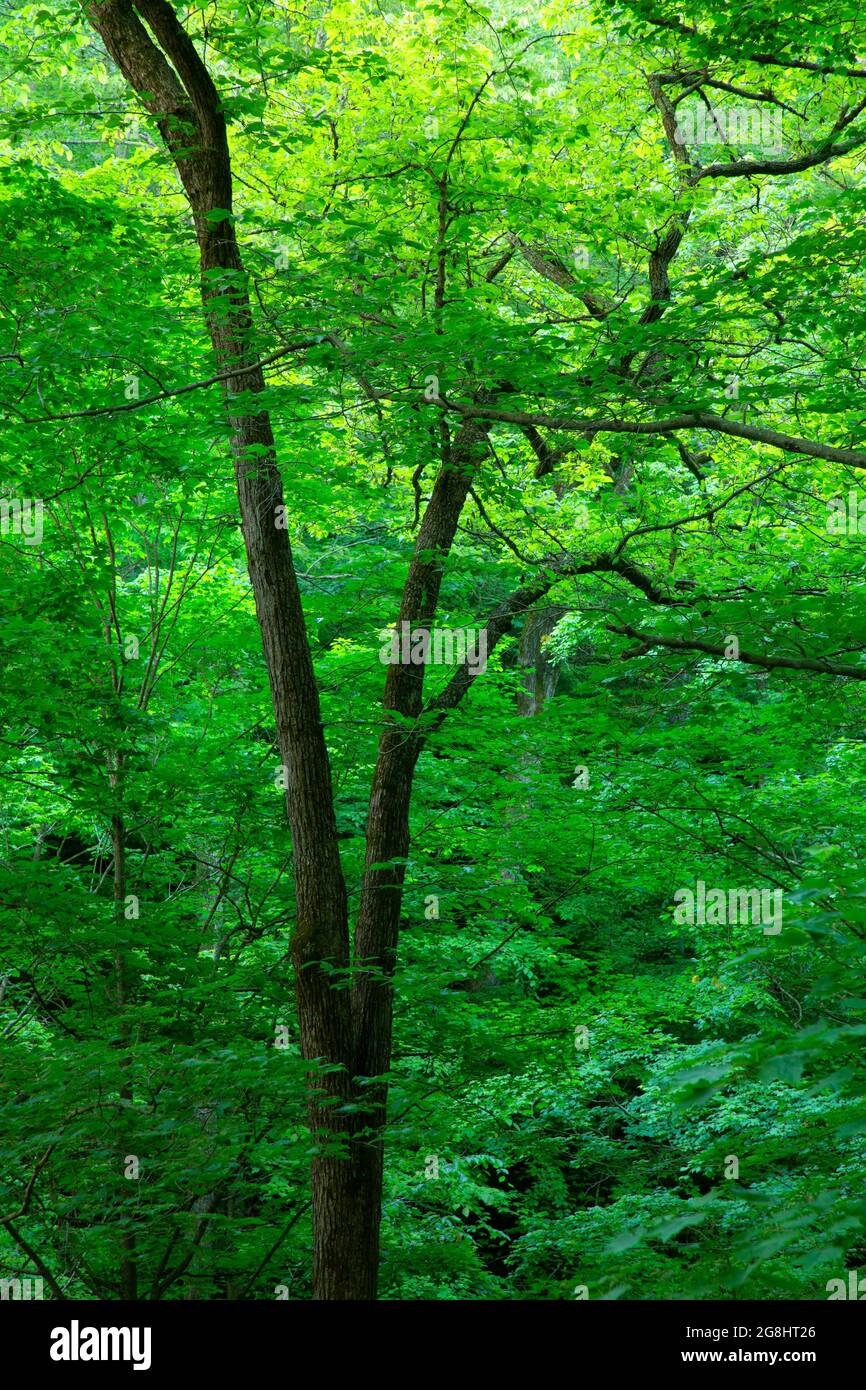 Mature forest, Hemlock Cliffs Special Place, Hoosier National Forest ...