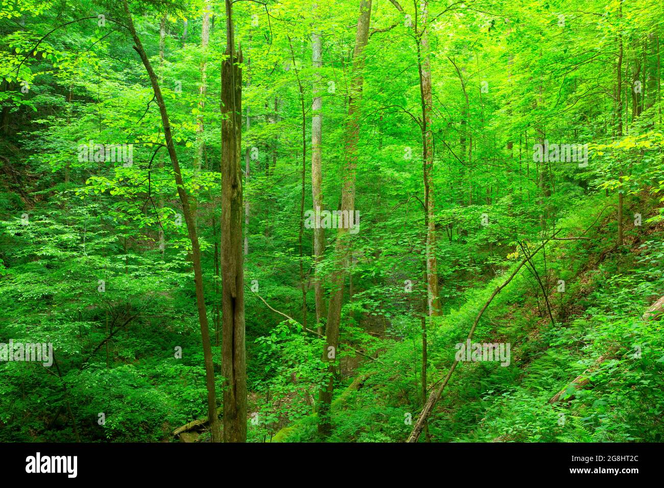 Hoosier National Forest Indiana High Resolution Stock Photography and ...