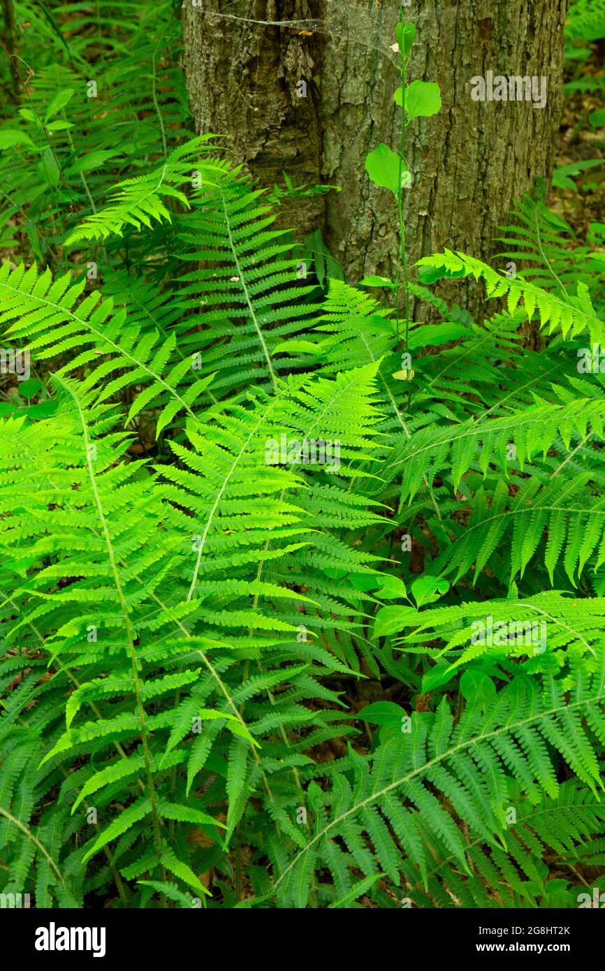 Ferns, Hemlock Cliffs Special Place, Hoosier National Forest, Indiana ...