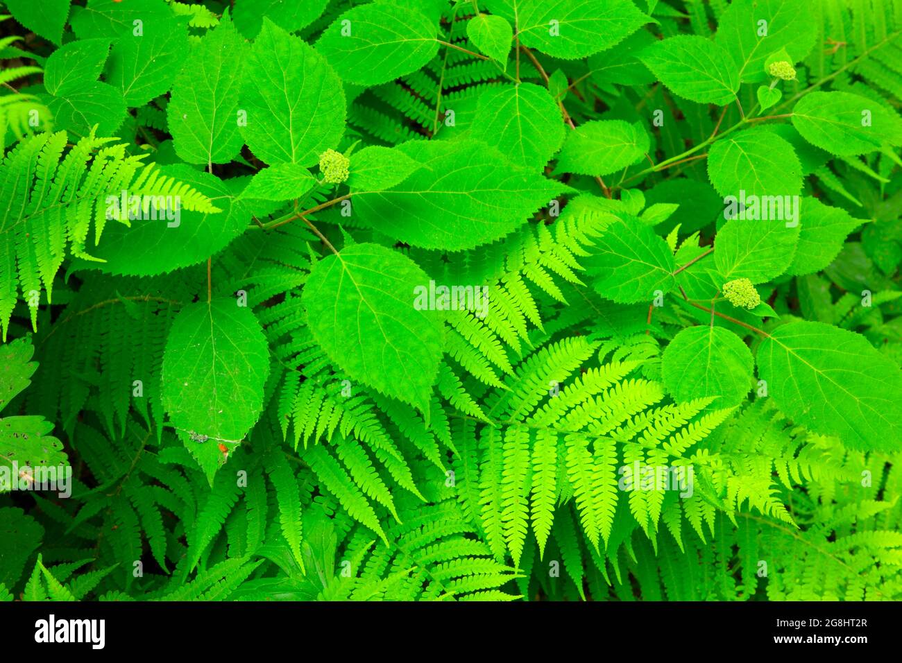 Ferns, Hemlock Cliffs Special Place, Hoosier National Forest, Indiana ...