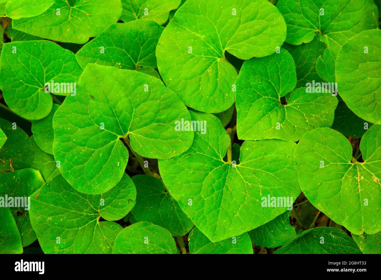 Wild ginger, Hemlock Cliffs Special Place, Hoosier National Forest ...