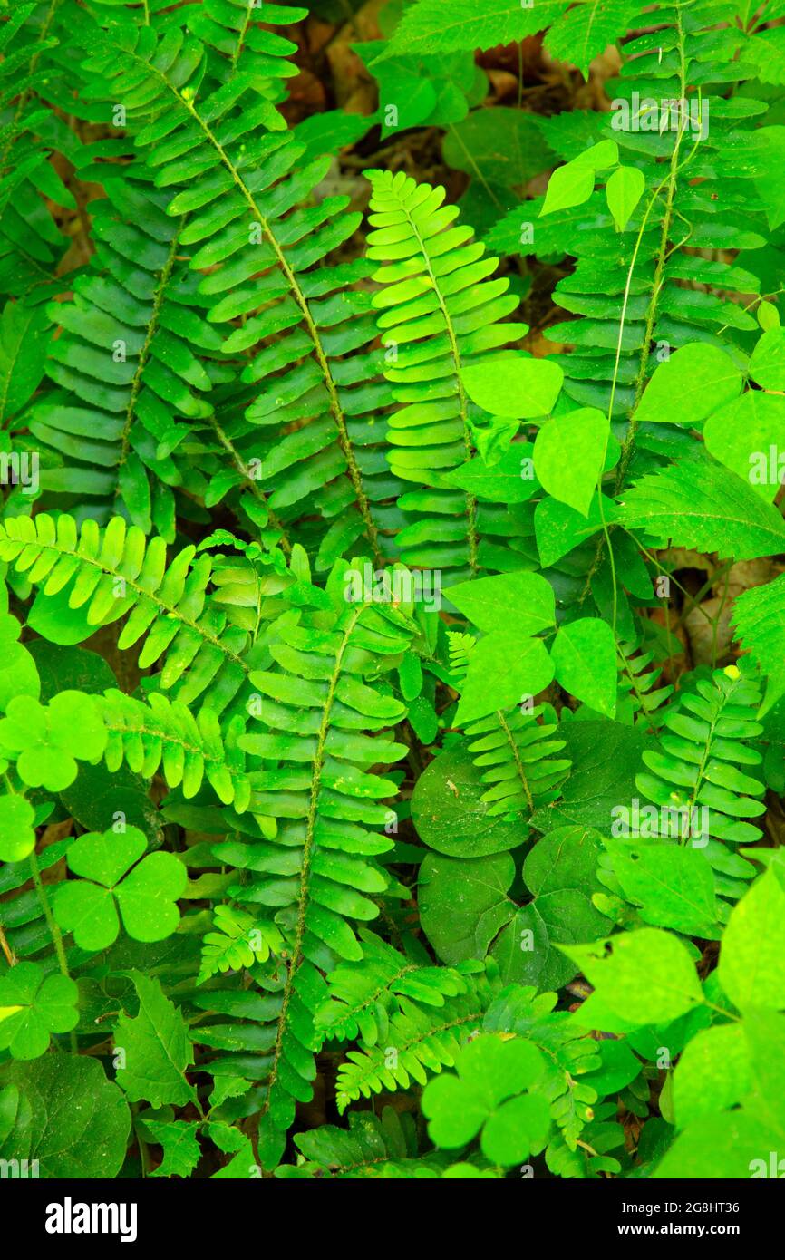 Ferns, Hemlock Cliffs Special Place, Hoosier National Forest, Indiana ...