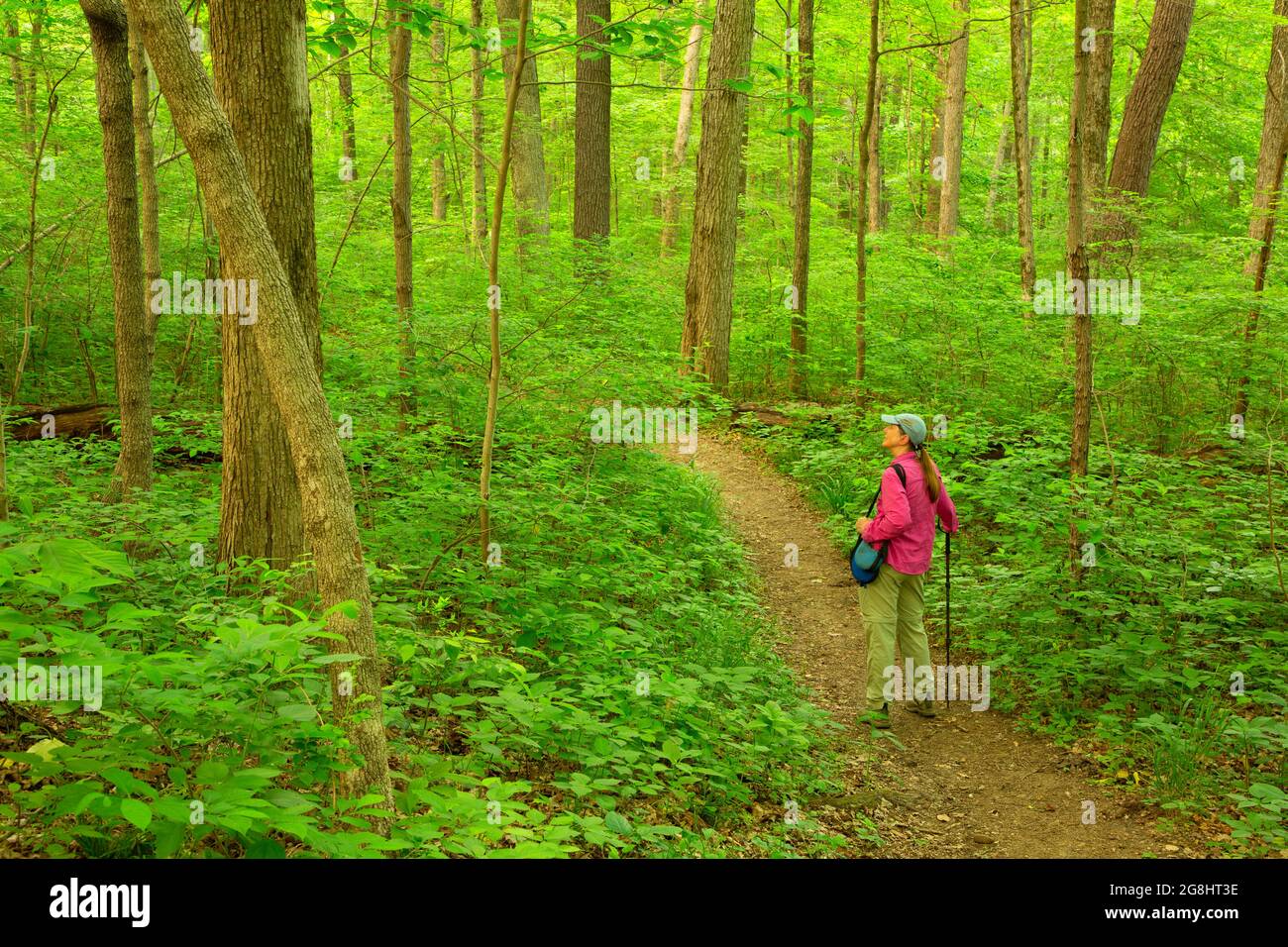 Hiking trail, Pioneer Mothers Memorial Forest, Hoosier National Forest ...