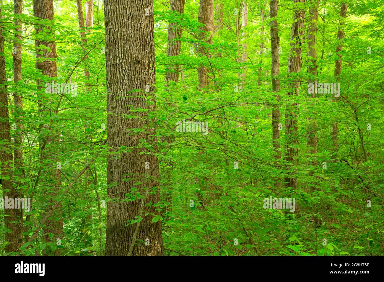 Ancient forest, Pioneer Mothers Memorial Forest, Hoosier National ...