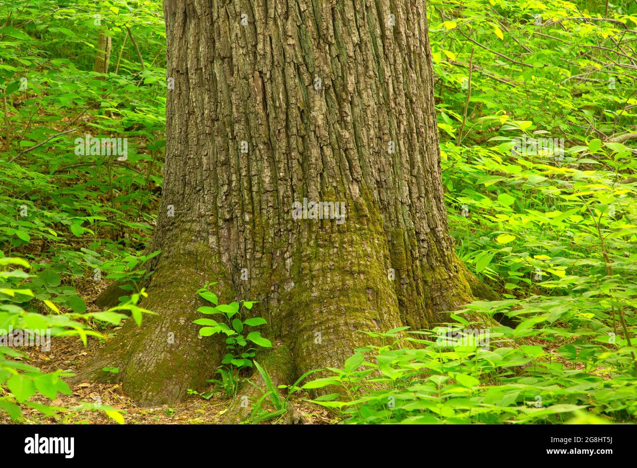 Hoosier national forest indiana hi-res stock photography and images - Alamy