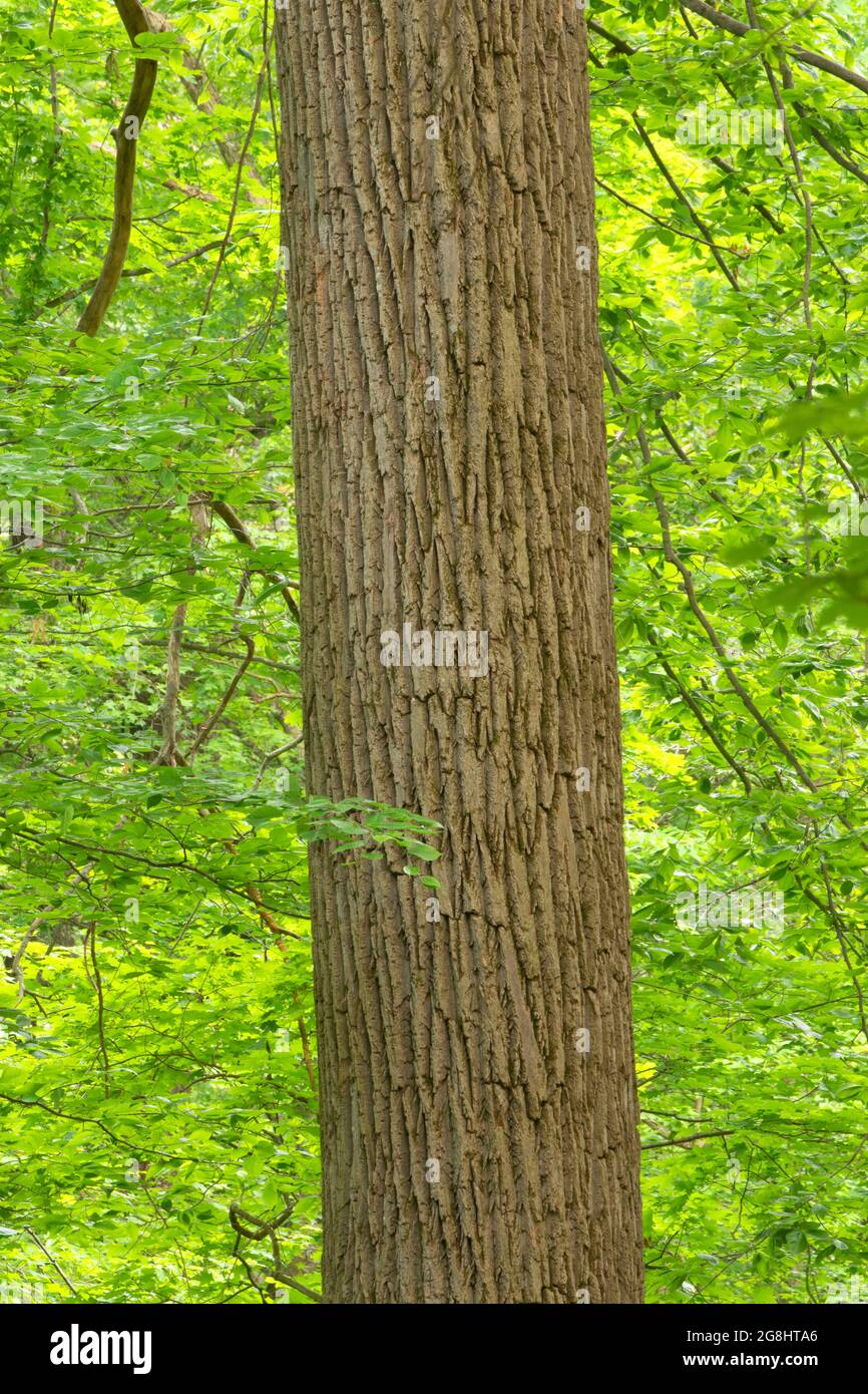 Ancient forest, Pioneer Mothers Memorial Forest, Hoosier National ...