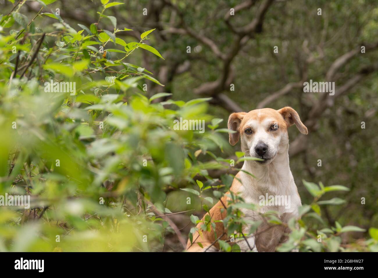 beautiful little dog hidden in a bush. Looking to the camera Stock ...