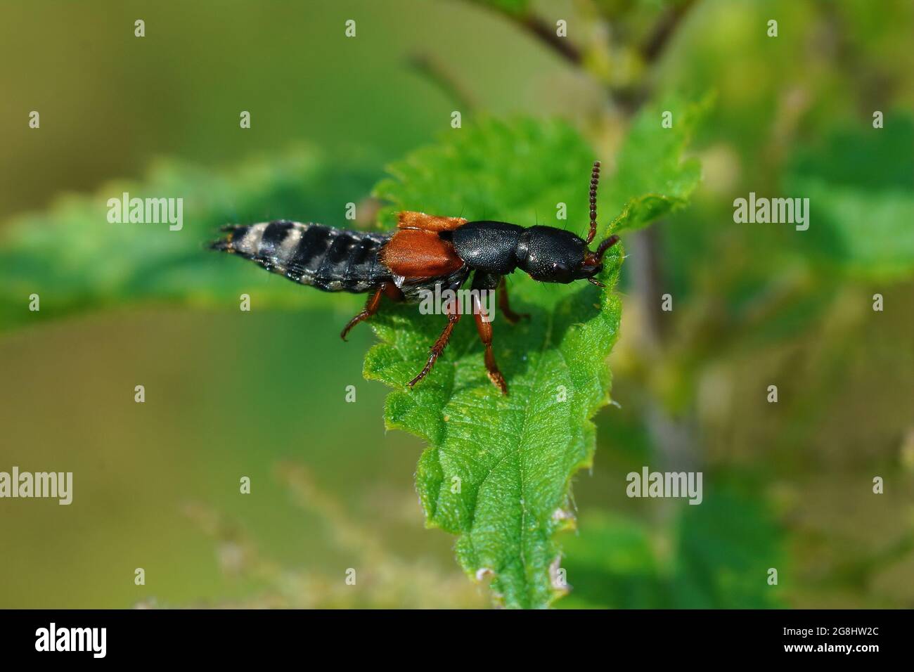 Rove beetles hi-res stock photography and images - Alamy