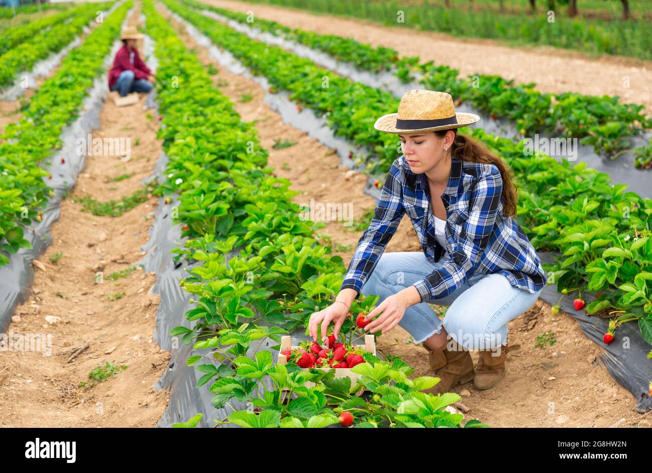 Woman farm worker harvesting strawberry at field Stock Photo - Alamy