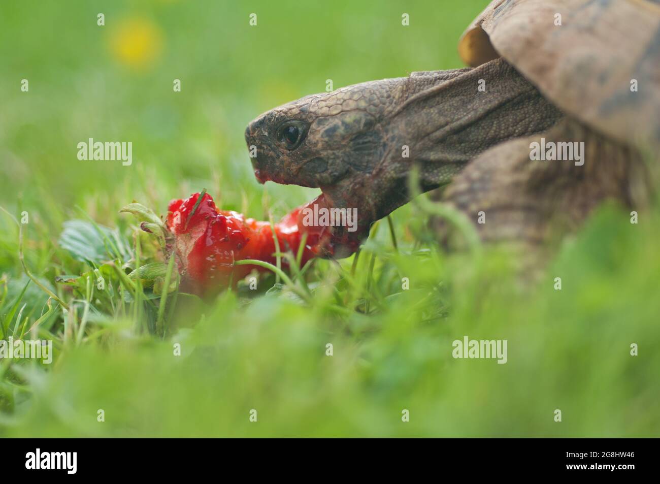 Selective focus of a tortoise eating a strawberry on the grassy ground ...