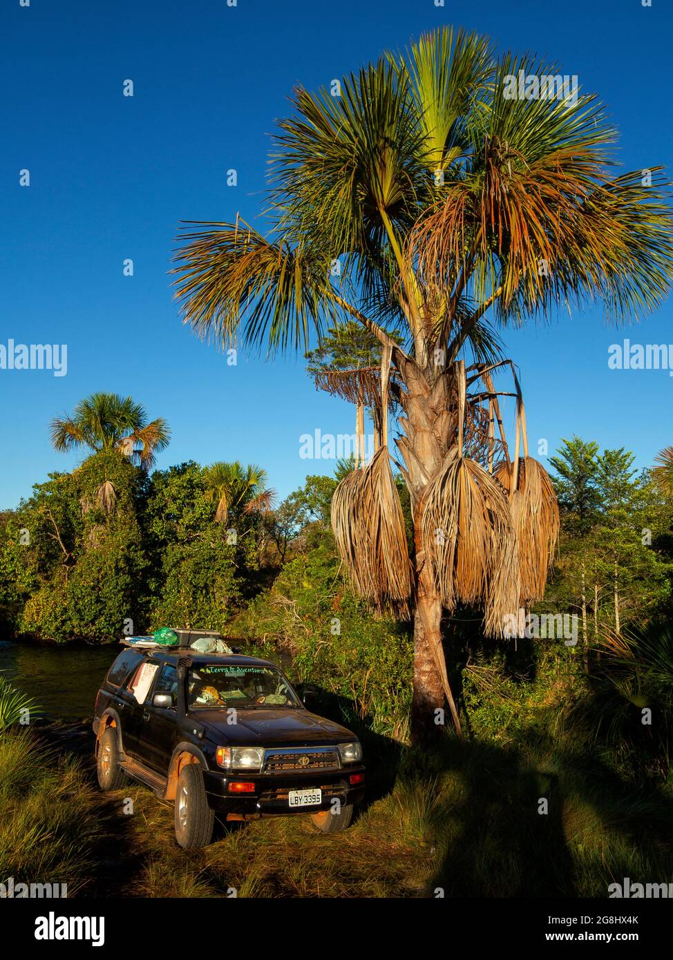 Mauritia flexuosa hi-res stock photography and images - Alamy