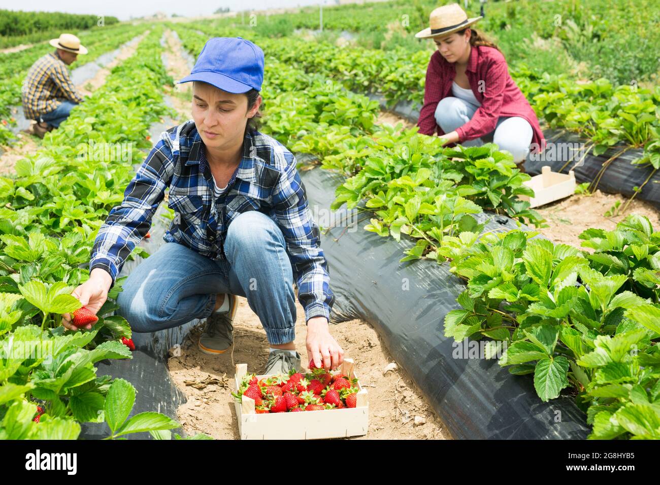 Team of farmers picking strawberry at farm Stock Photo - Alamy