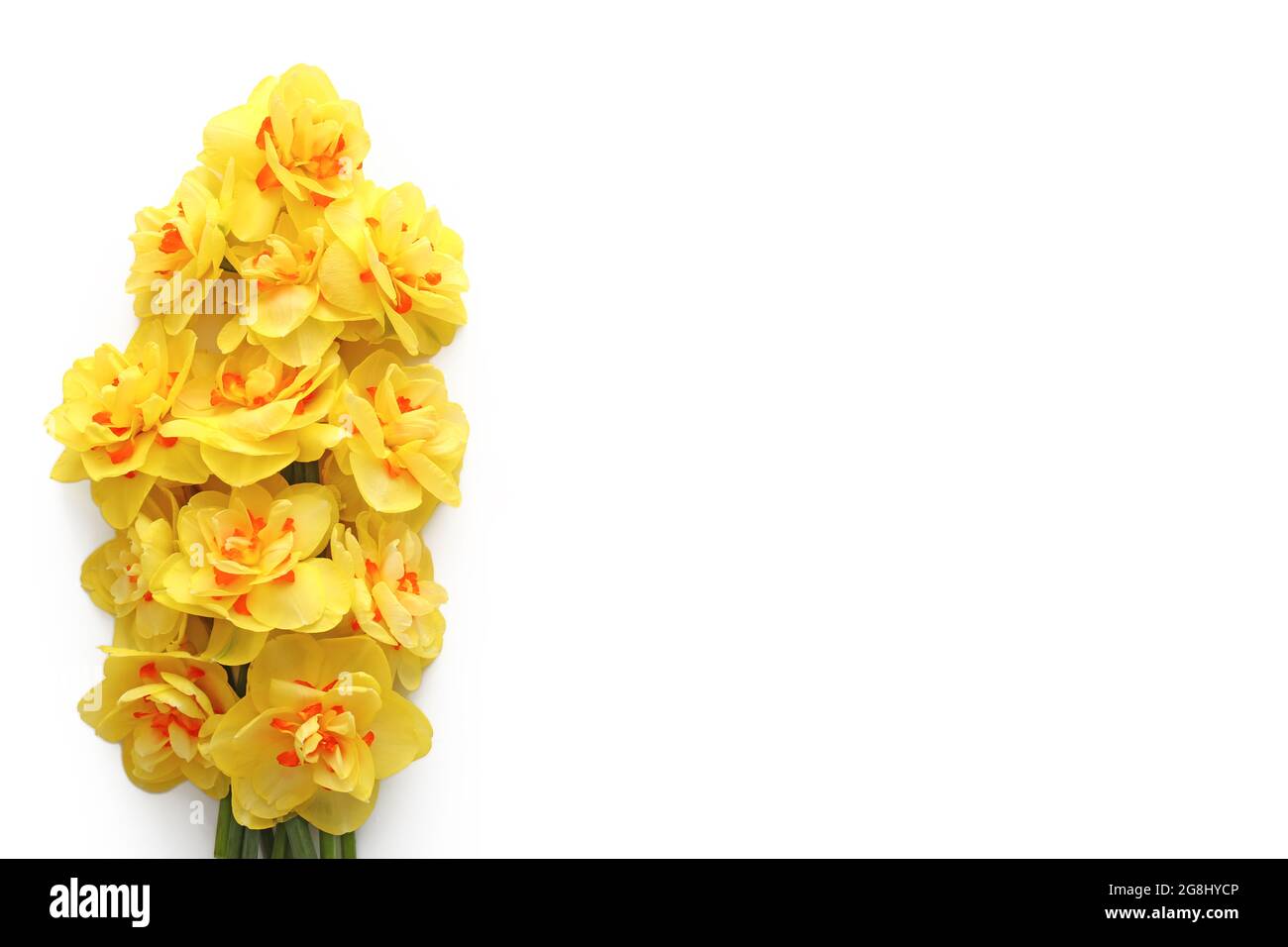 Beautiful view white narcissus Cut Out Stock Images & Pictures - Alamy