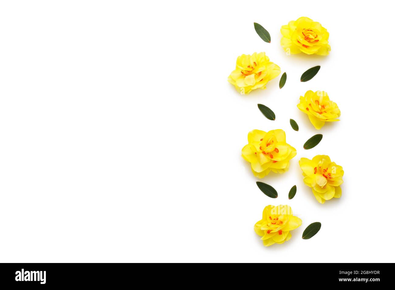 Beautiful view white narcissus Cut Out Stock Images & Pictures - Alamy