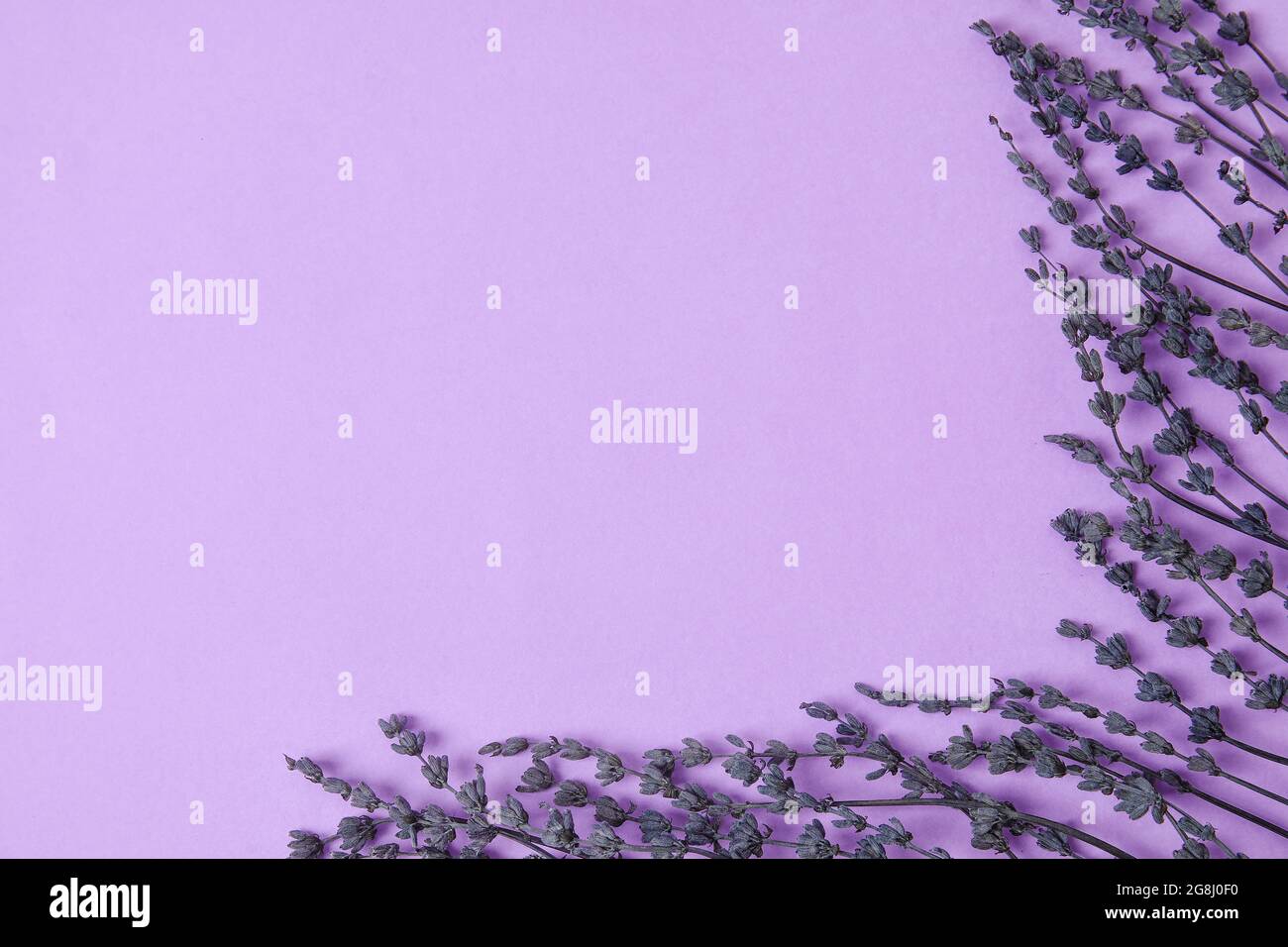 Beautiful lavender flowers on color background Stock Photo - Alamy
