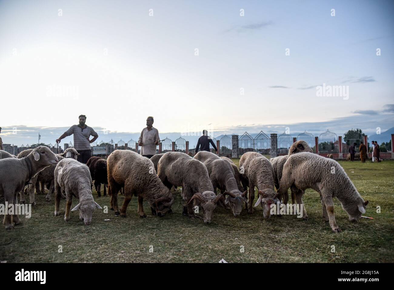Sheep sellers wait for customers at a makeshift market ahead of Holy ...