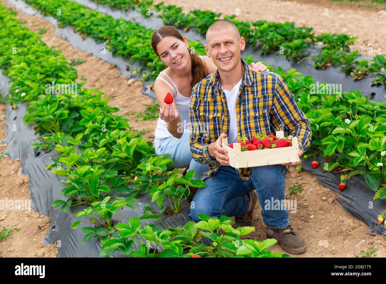Young couple picking strawberry at farm field Stock Photo - Alamy