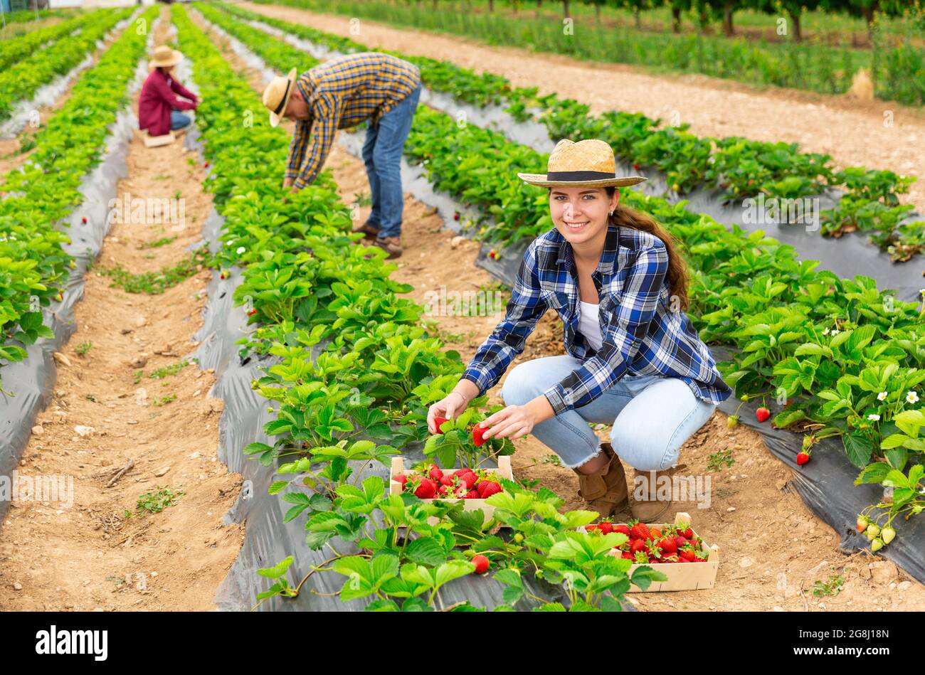 Woman farm worker harvesting strawberry at field Stock Photo - Alamy