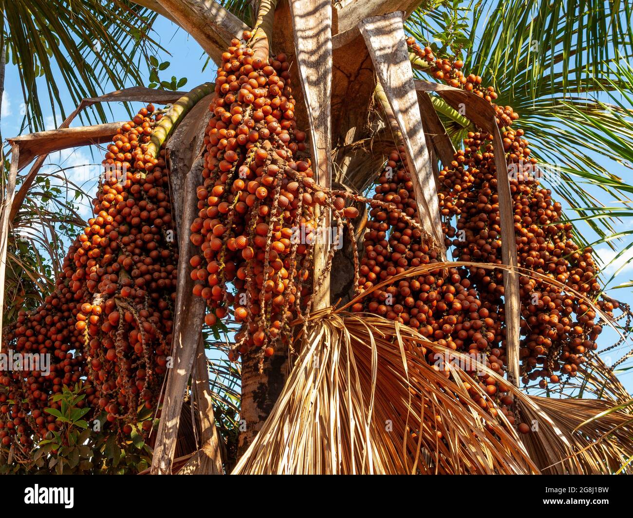 Buriti (Mauritia flexuosa) tree a kind of palm tree at Das Pratas river ...