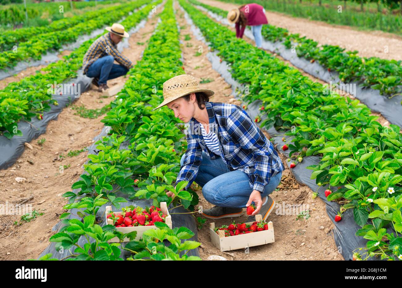 Female farmer gathering crop of strawberries on farm field Stock Photo ...