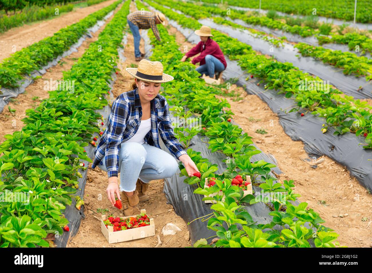 Team of farmers picking strawberry at farm Stock Photo - Alamy