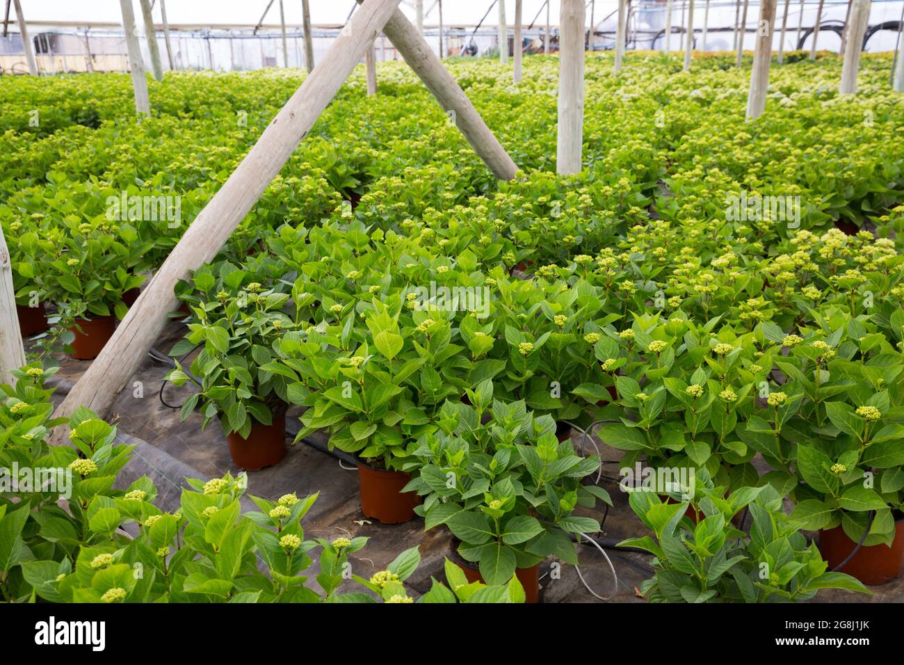 Hydrangea in greenhouse Stock Photo - Alamy