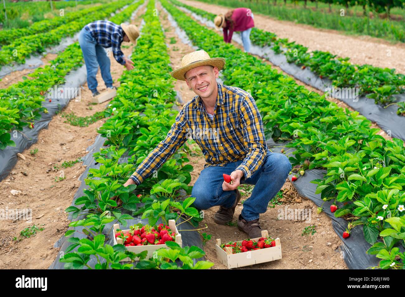 Team of farmers picking strawberry at farm Stock Photo - Alamy