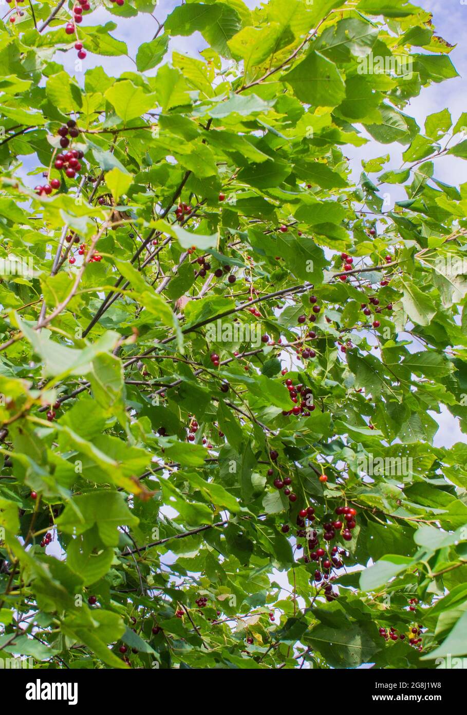 Ripening cherries on orchard tree. Branch Of Cherry Tree Stock Photo ...