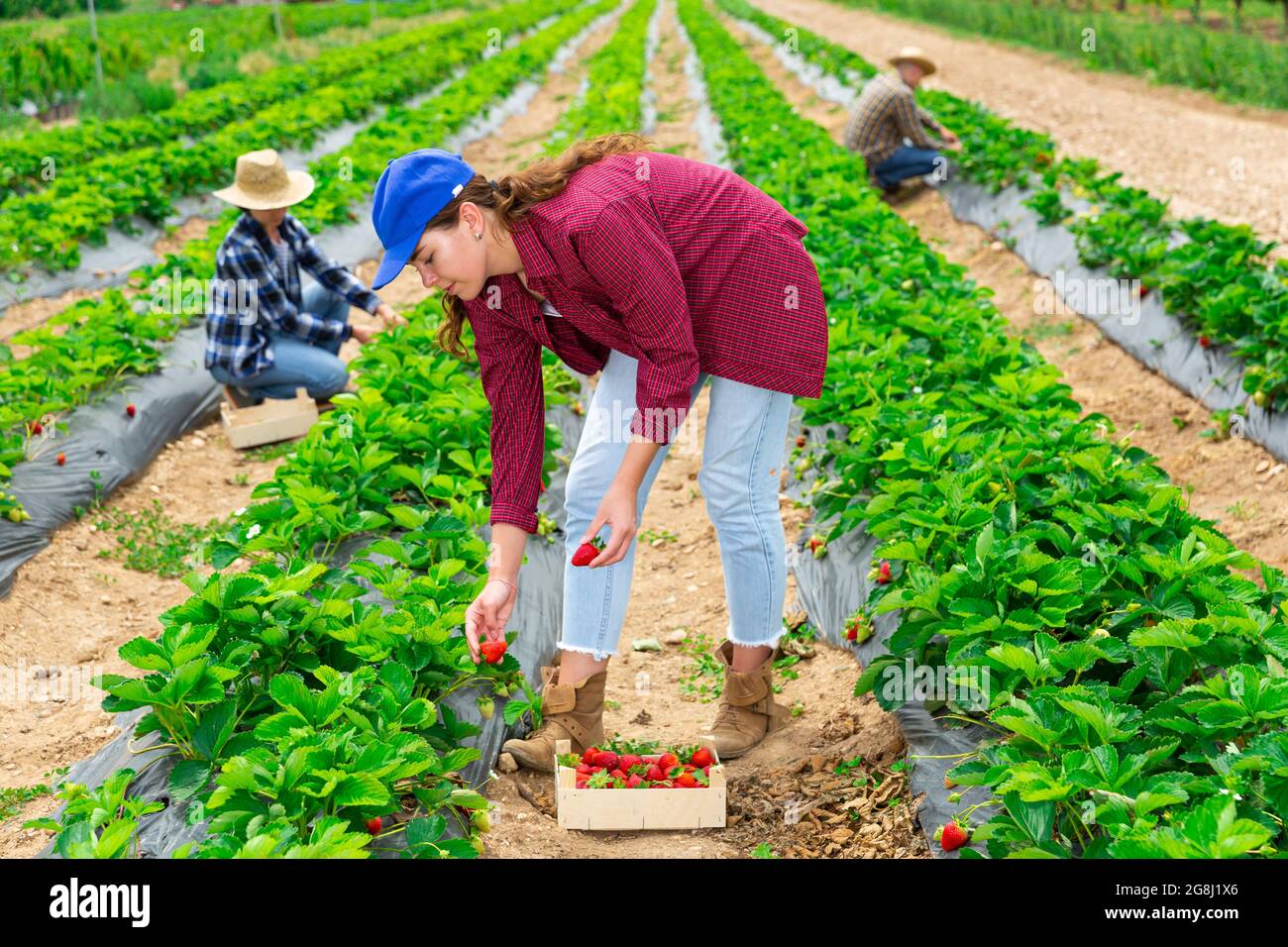 Team of farmers picking strawberry at farm Stock Photo - Alamy