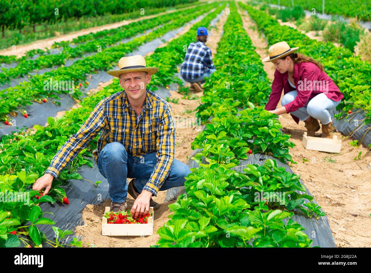 Team of farmers picking strawberry at farm Stock Photo - Alamy
