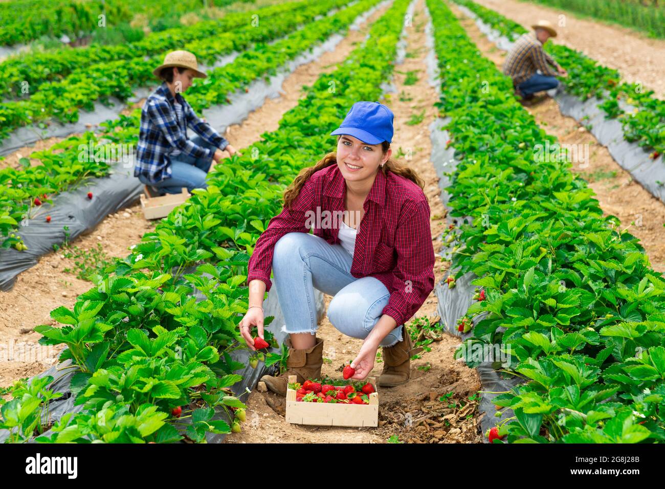 Woman farm worker harvesting strawberry at field Stock Photo - Alamy