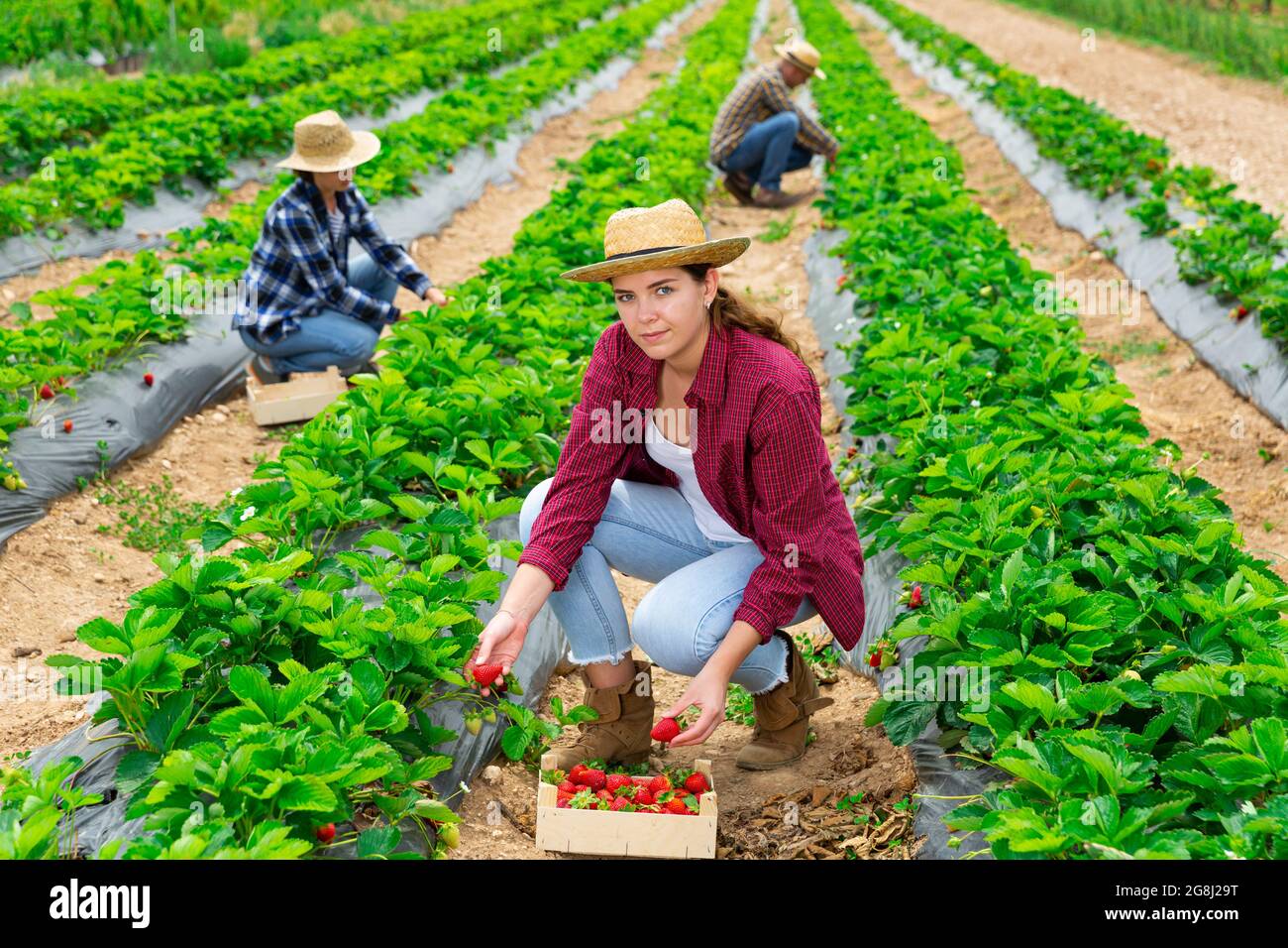 Woman farm worker harvesting strawberry at field Stock Photo - Alamy